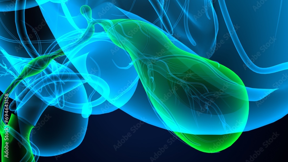 human pancreas,liver,stomach and gallbladder anatomy system. 3d render ...