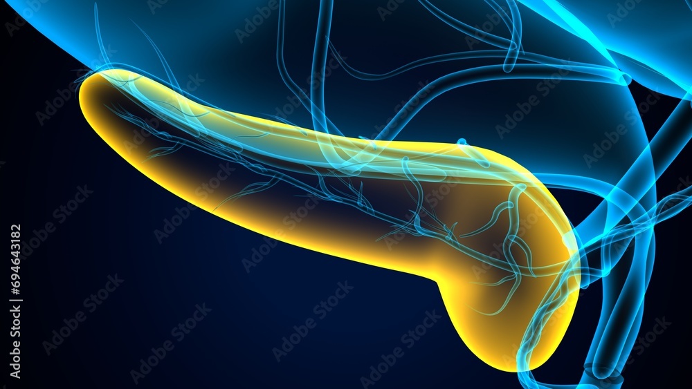 human pancreas,liver,stomach and gallbladder anatomy system. 3d render ...