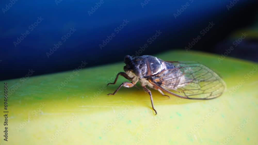 Adult cicada at summer, closeup shot. Singing loudly to call the female ...