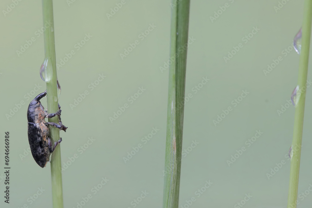 A boll weevil is foraging on wild grass flowers. This insect, which is ...