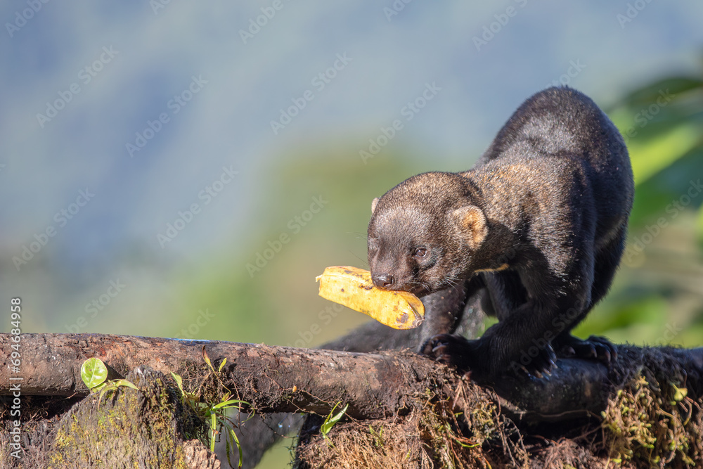 A Tayra (Eira barbara) steeling food. They are a member of the weasel ...