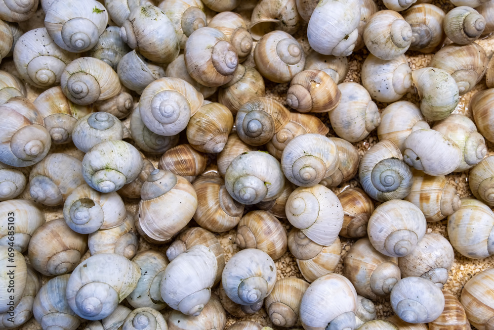 Pattern background made from many empty damp snail shells from vineyard ...
