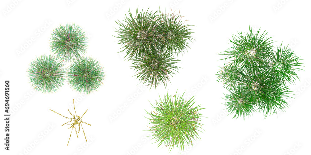 Ammophila arenaria,Lolium perenne,Festuca in the forest, top view, area ...