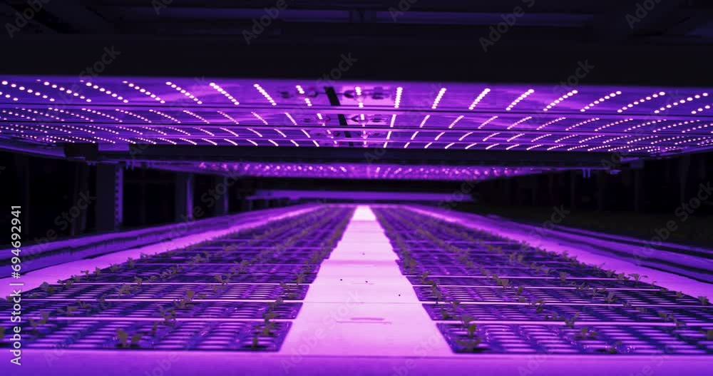 Vertical Farming Rack with Green Crops Growing in a Hydroponics System ...