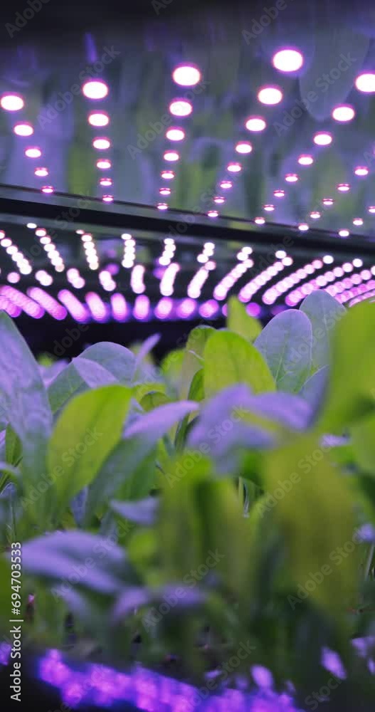 Vertical Screen: Vertical Farming Rack with Green Spinach Growing in a ...