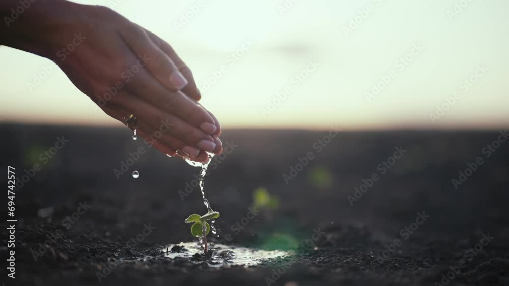 Agriculture and Seedling concept. Female hand watering young tree ...