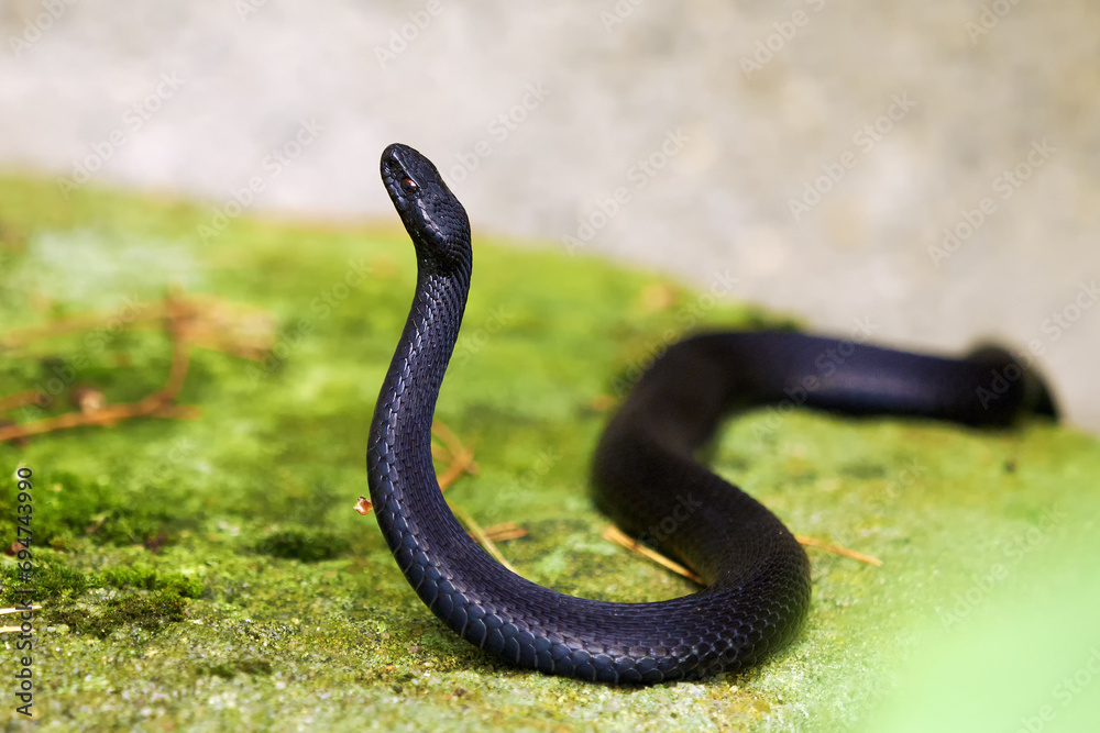 Vipera berus, also known as the common European adder and the common ...
