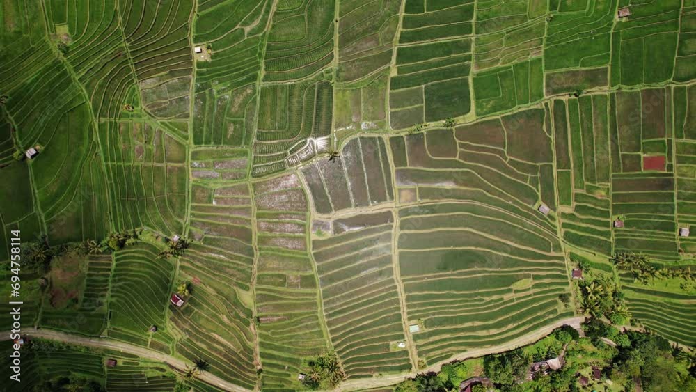 Random shaped rice fields at slightly wavy land, top-down aerial shot ...