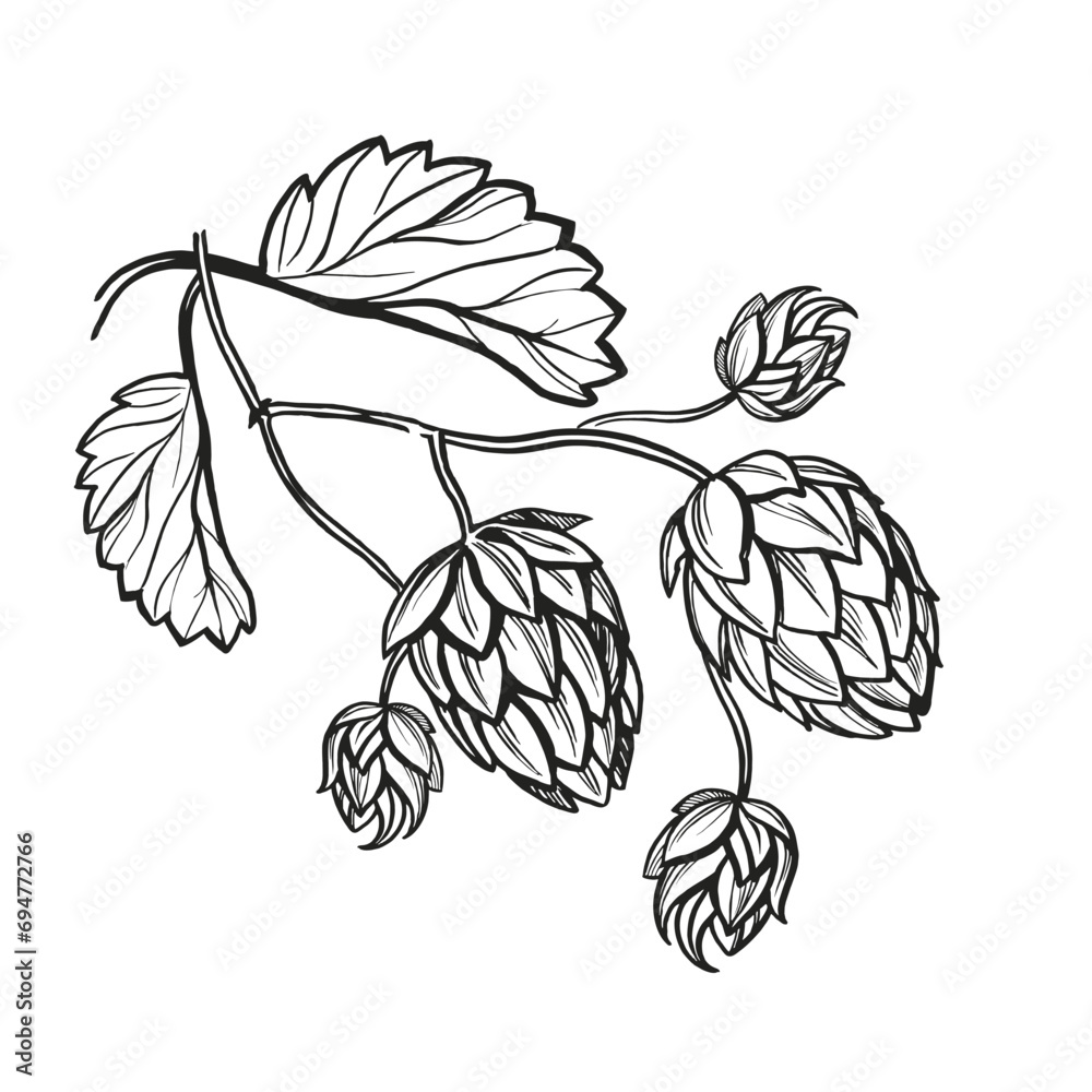 Hand drawn vector sketch of hop plant with leaves and buds, craft beer ...