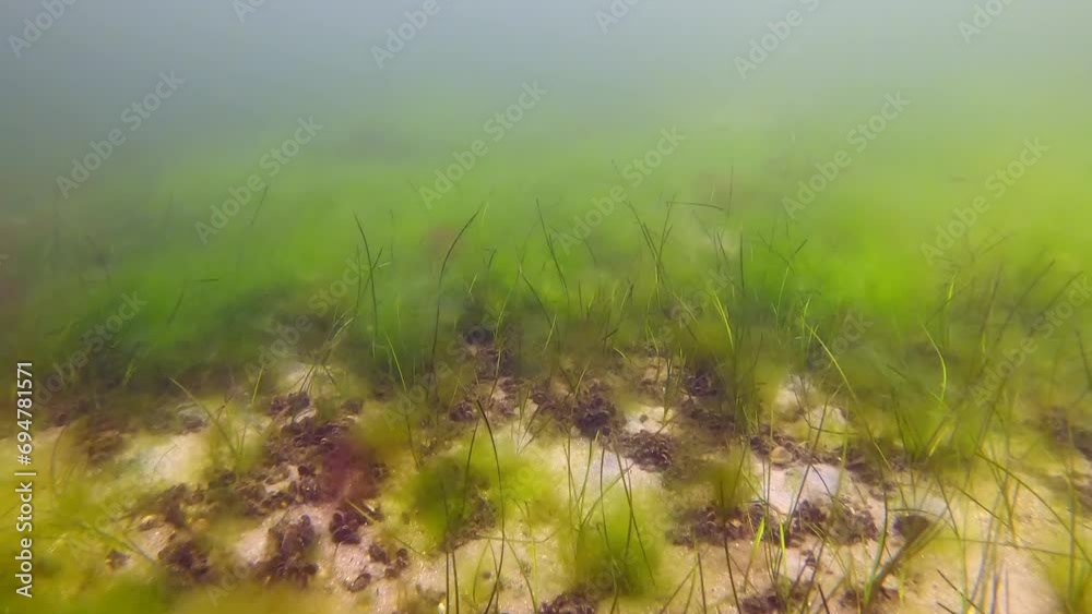 Seagrass bed covered with Dwarf Eelgrass (Zostera noltii), Red Hornweed ...