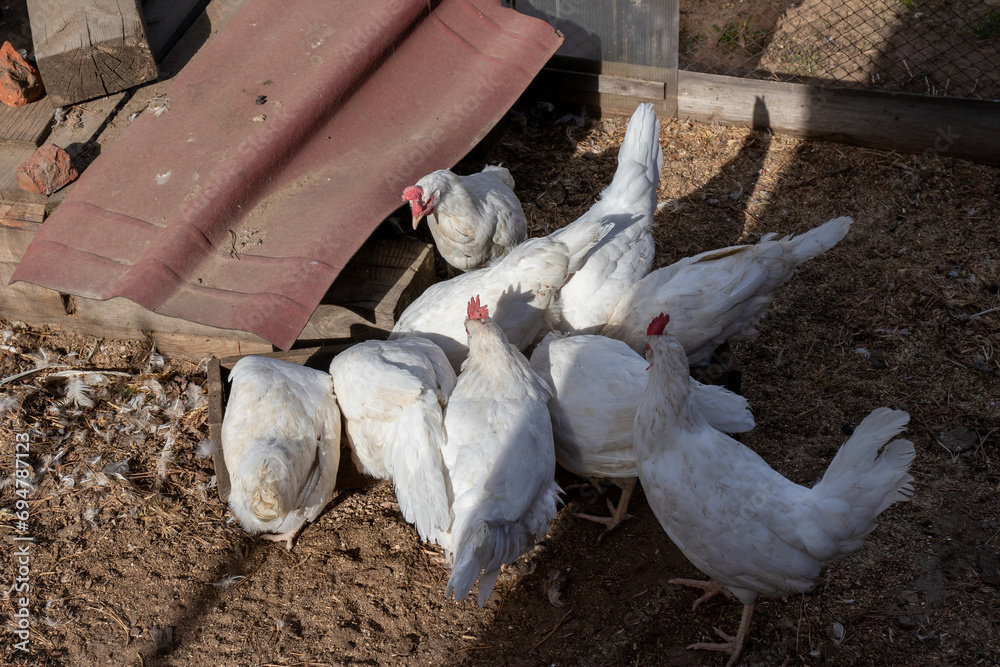 Young white broiler chickens crowd around the feeder vying with each ...