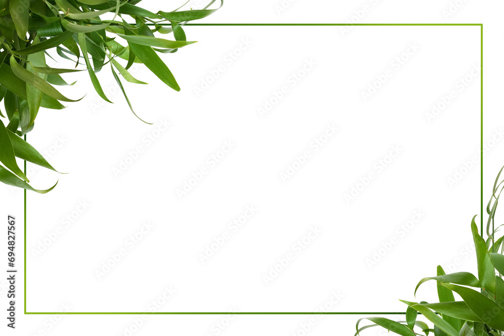 Twigs of italian ruscus (DANAE RACEMOSA) in a floral corner ...