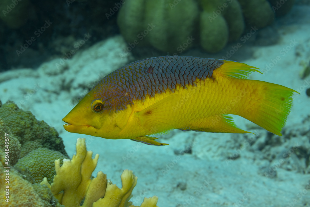 Vibrant yellow and blue fish swimming in coral reef Stock Photo | Adobe ...