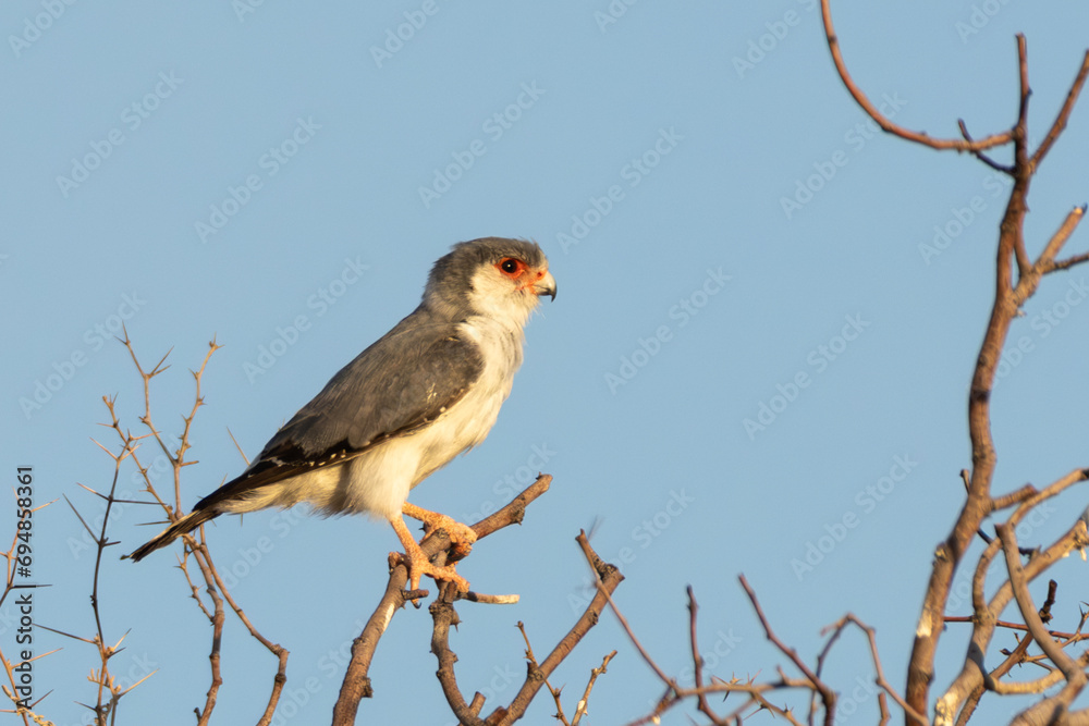 African pygmy falcon (Afrikaanse dwergvalk) (Polihierax semitorquatus ...