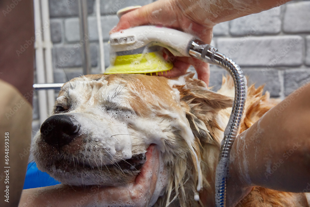 An Akita dog with soap on its muzzle while caring for a pet in a modern ...