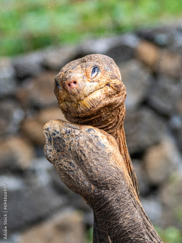 Captive Galapagos giant tortoises (Chelonoidis spp), Charles Darwin ...