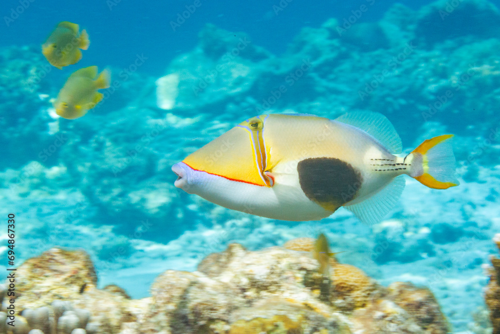 An adult blackpatch triggerfish (Rhinecanthus verrucosus), swimming on ...