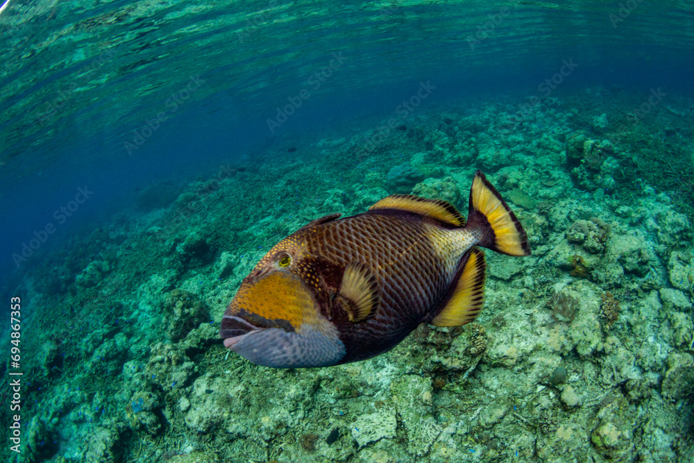 An adult titan triggerfish (Balistoides viridescens), on the reef off ...