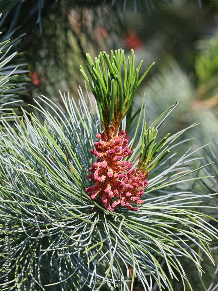 Siberian dwarf pine, Pinus pumila, also known as dwarf stone pine Stock ...