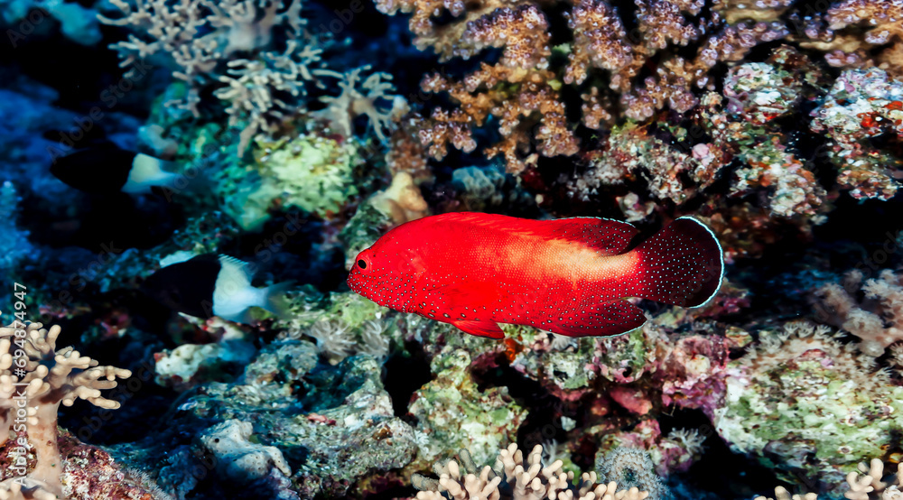 Red fish swimming in blue ocean water tropical under water. Scuba ...