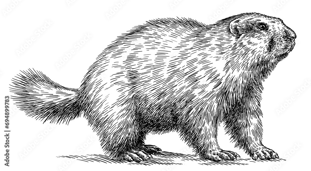 Vintage engraving isolated marmot set illustration groundhog ink sketch ...
