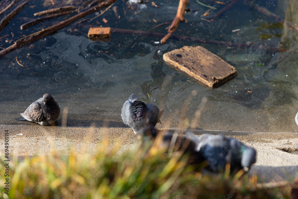 Tauben am Ufer des schmutzigen Sees im Frühling. Das Bild zeigt die ...