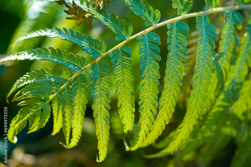 Fern leaves and plants are used as the main design elements. Nature ...