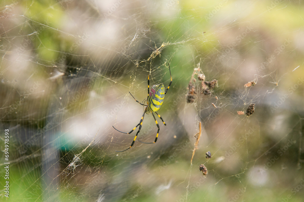 Trichonephila clavata, also known as the Joro spider in Japan. Stock ...