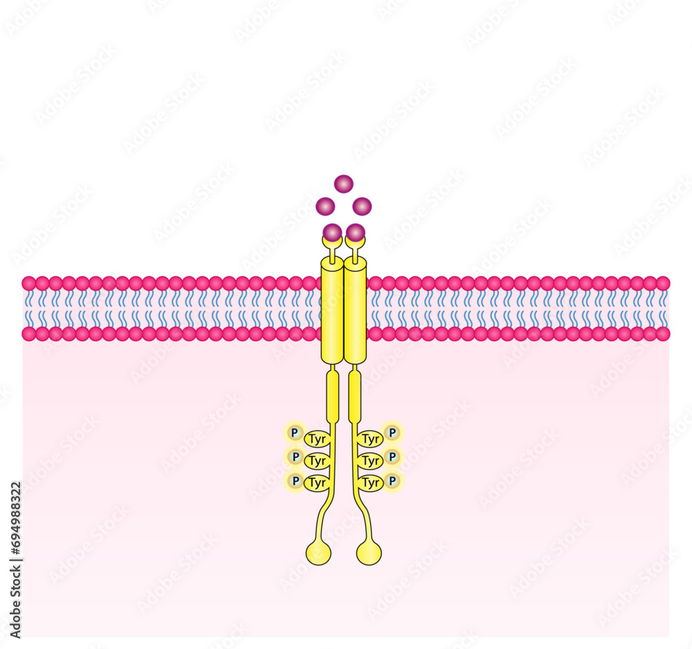 Tyrosine kinase receptor. Dimerization, phosphorylation, activation and cellular response. Cell ...