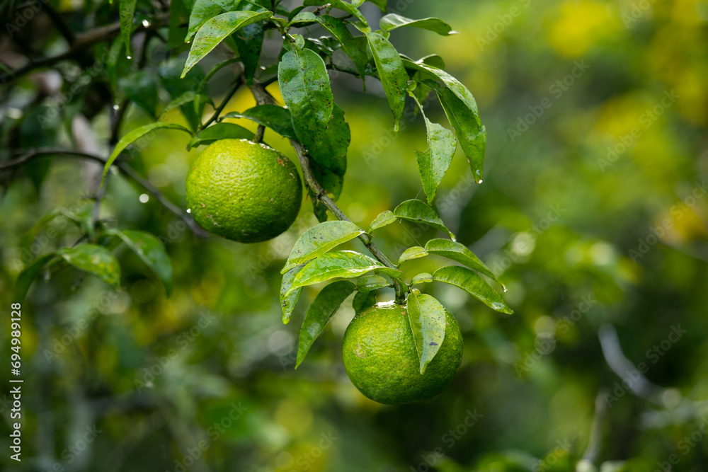 Green and Yellow Yuzu fruit in Japan. Yuzu or Citrus Ichangensis is a ...