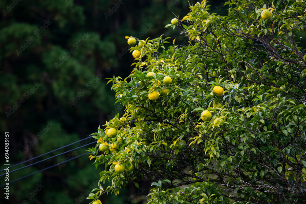 Green and Yellow Yuzu fruit in Japan. Yuzu or Citrus Ichangensis is a ...