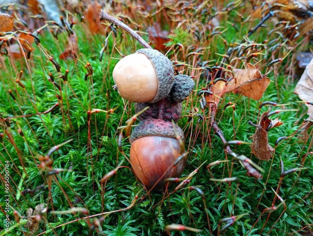 Acorns that have fallen from an oak lie on the soft forest moss. Nature ...
