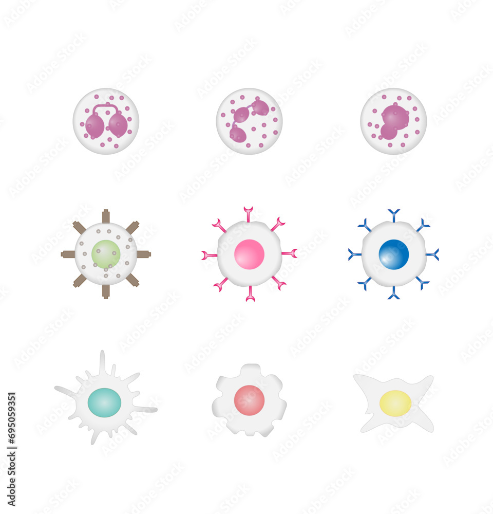 Cells of the innate and adaptive immune system, Hematopoiesis cell type scheme, stem cell, B and ...