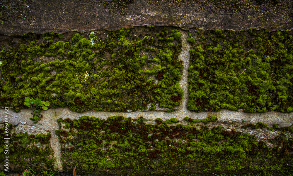 moss on a brick wall, texture of an old brick wall with moss Stock ...
