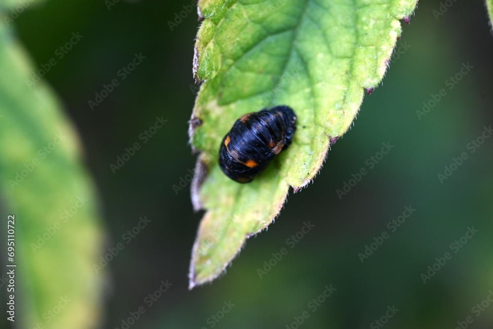 Ecology of ladybugs. Ladybugs are coleoptera insects that go through ...