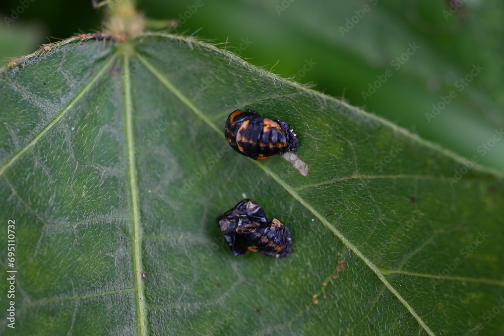 Ecology of ladybugs. Ladybugs are coleoptera insects that go through ...