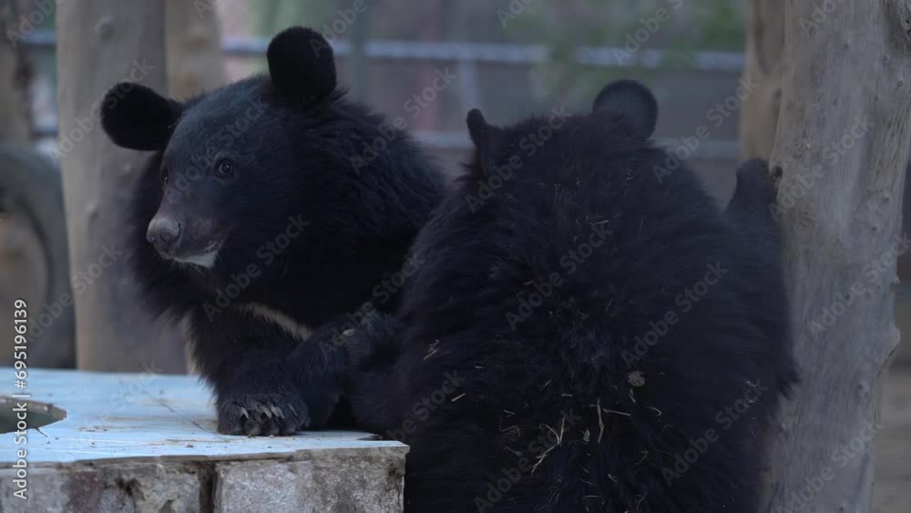 The Balochistan black bear is a subspecies of the Asian black bear ...