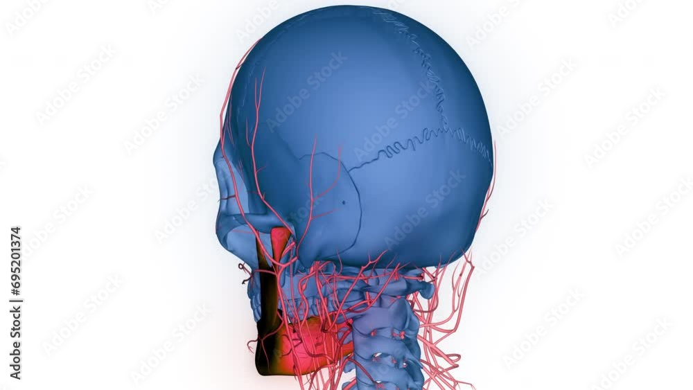 Human Skeleton System Skull Bone Parts Mandible Anatomy Animation ...