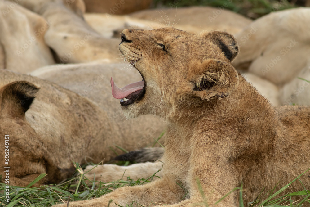 small lion cub resting in a golden sunlight, opening its mouth and ...