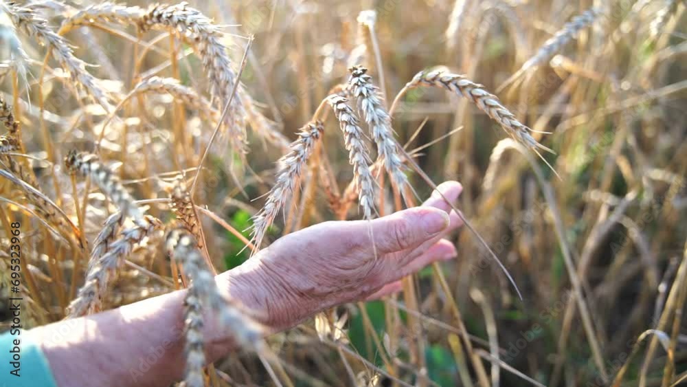 Hand holding a wheat field. Close-up slow motion of an elderly woman's ...
