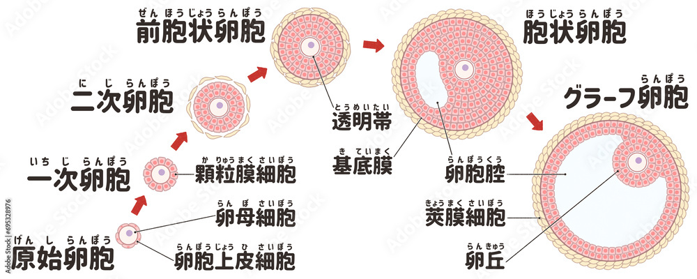 Ovarian follicle growth and development labeled diagram PNG Stock ...