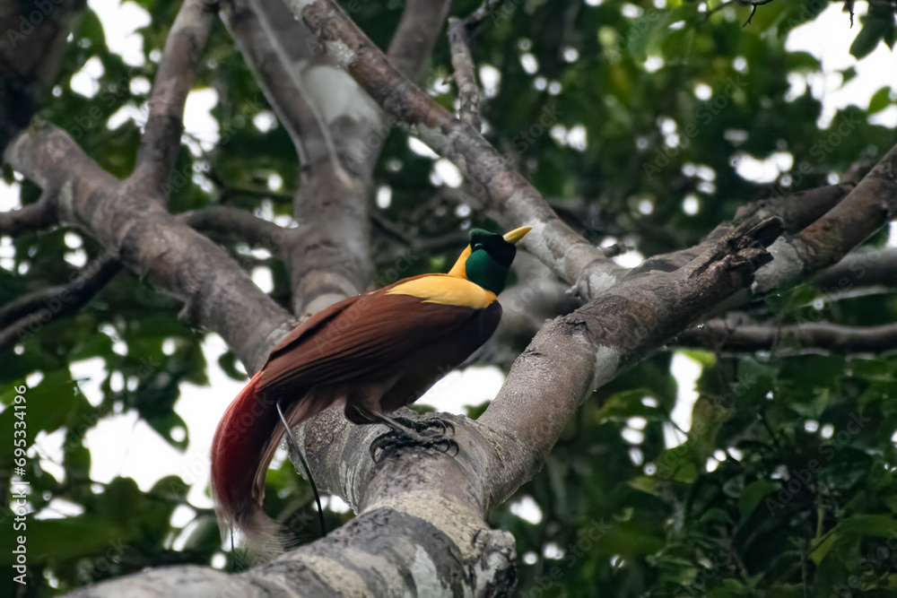 Red bird-of-paradise (Paradisaea rubra), also called the cendrawasih ...