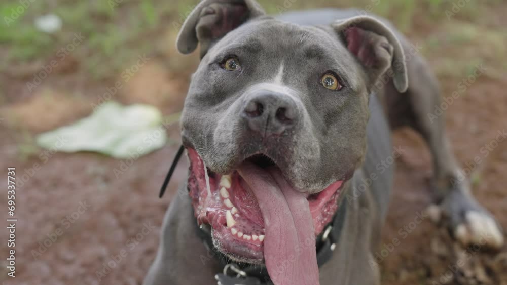 Grey Pitbull Dog Looking Up At Camera Panting and Drooling with Tongue ...
