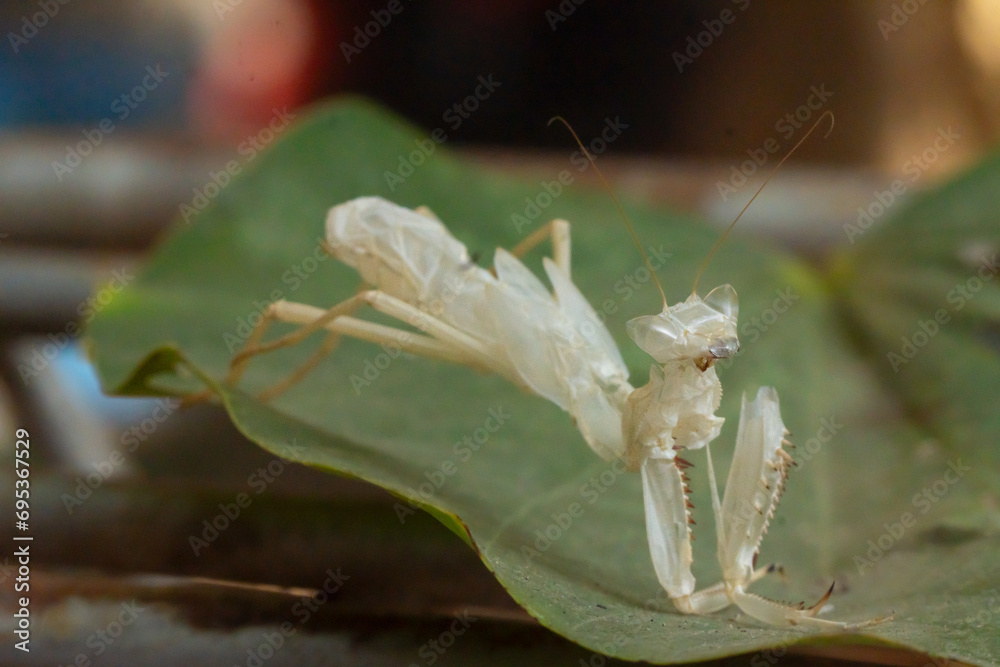 White patches of grasshoppers attach to leaves after they molt ...