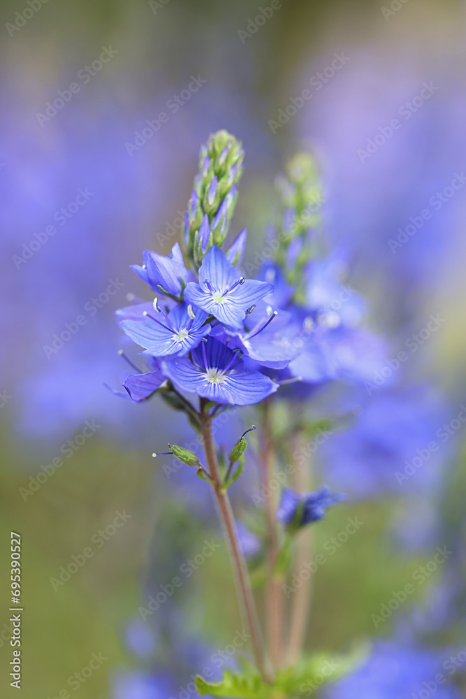 Austrian speedwell, Veronica austriaca, also known as broadleaf ...