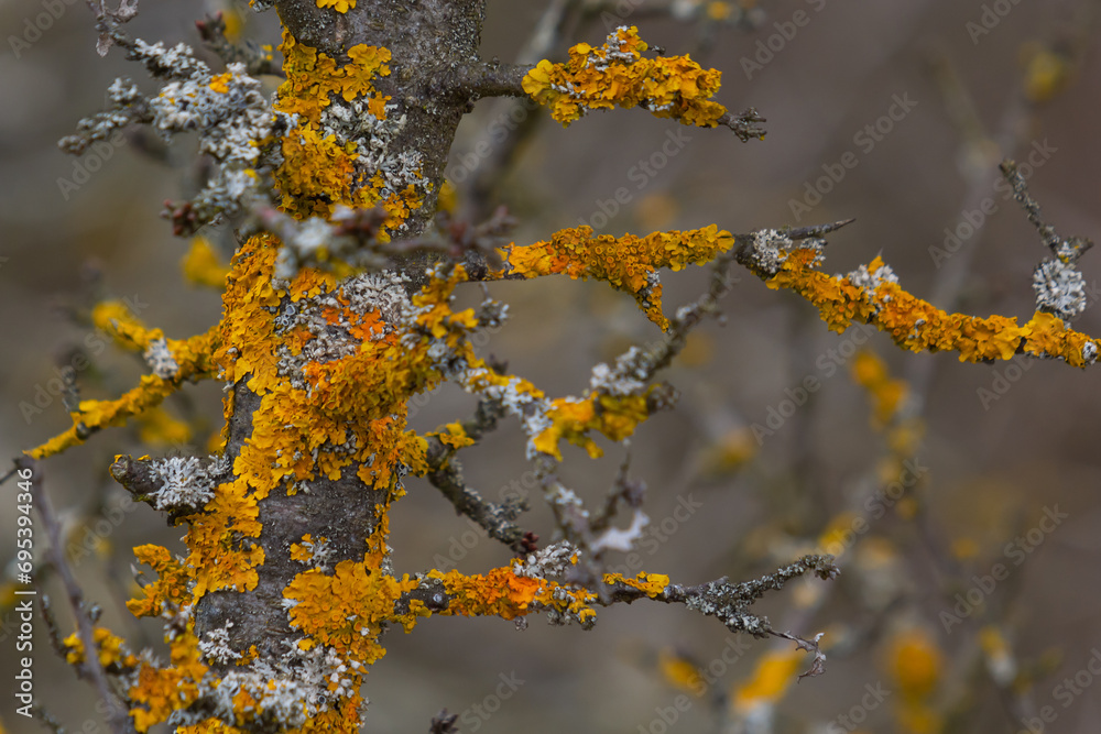 Xanthoria parietina common orange lichen, yellow scale, maritime ...