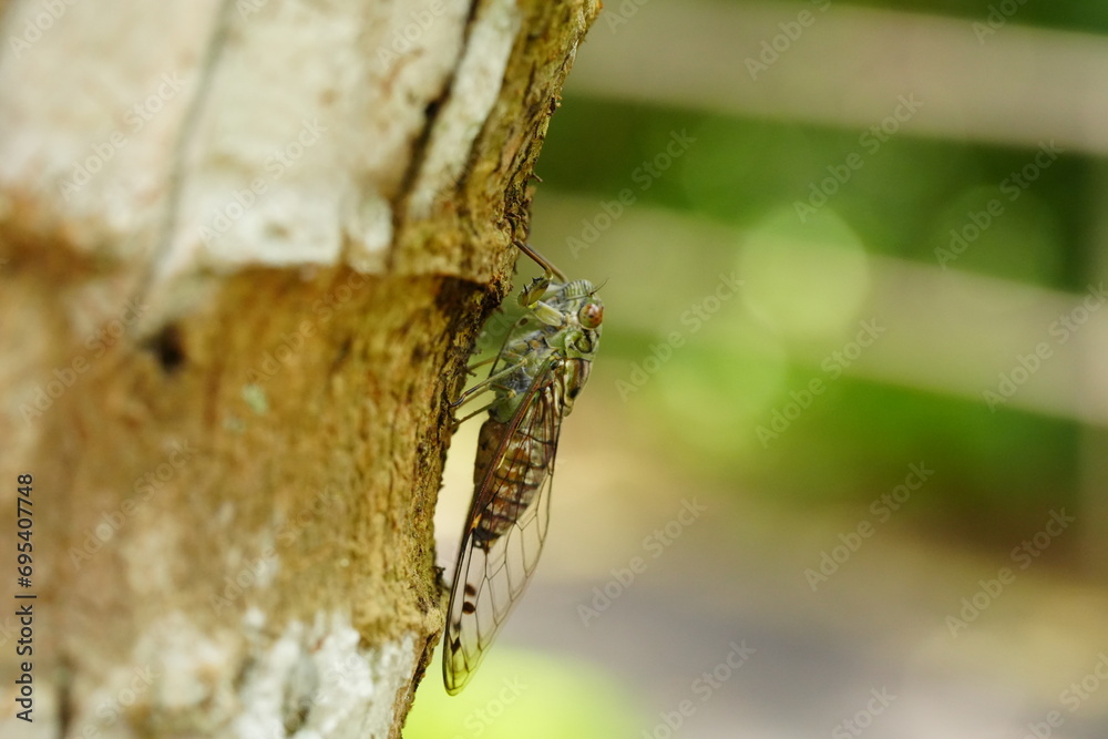 Cicadas are well-known for their loud, buzzing calls produced by males ...