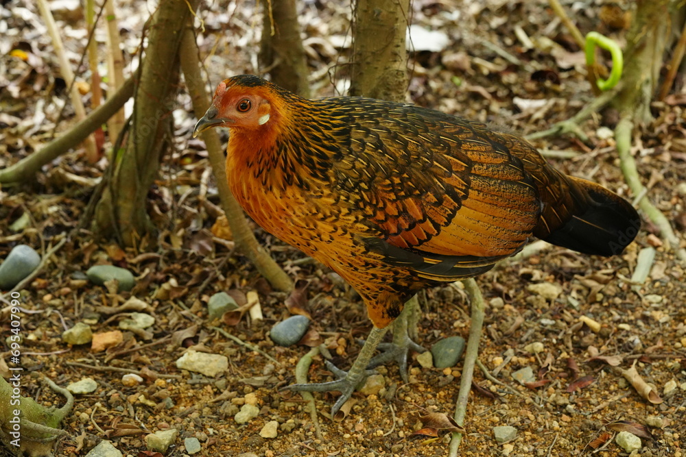 Feral chickens are domesticated chickens that have returned to a wild ...