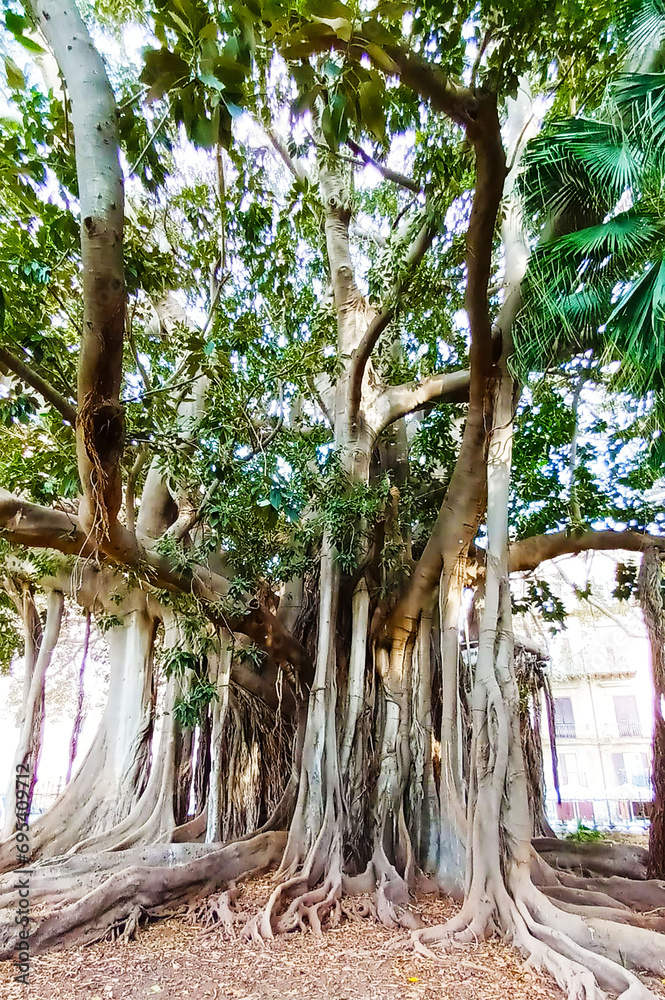 An ancient multi-stemmed tree.Photo of an ancient multi-trunked tree in ...