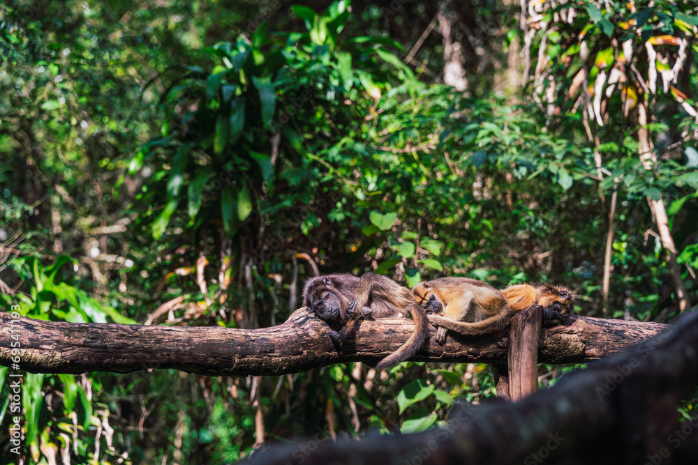Capuchin monkey lies resting on a tree branch, its expressive face and ...